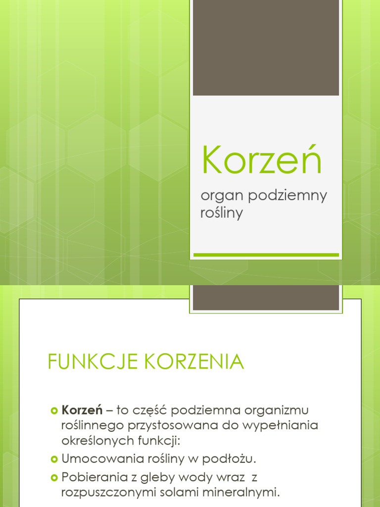 Korzen | PDF