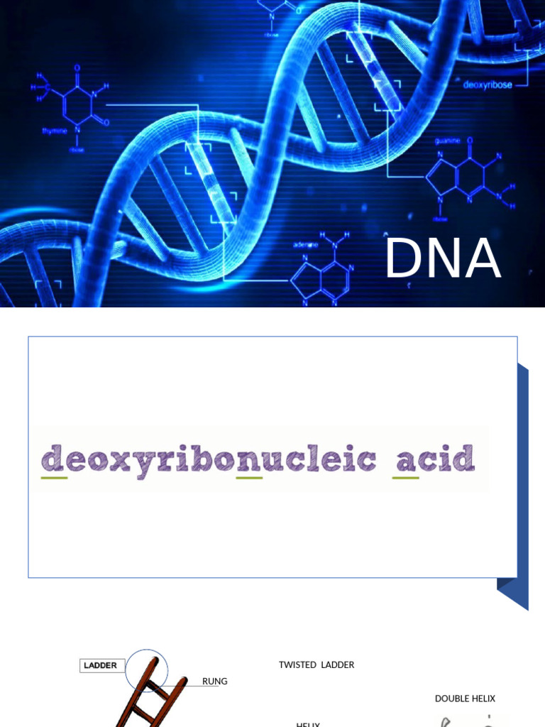 Understanding DNA Structure and Components | PDF