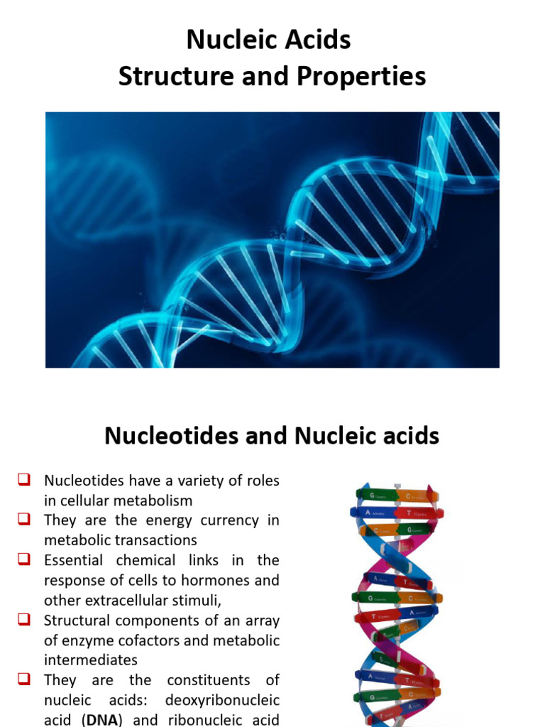 3-Nucleic Acids Structure and Properties | PDF | Nucleotides | Nucleic ...
