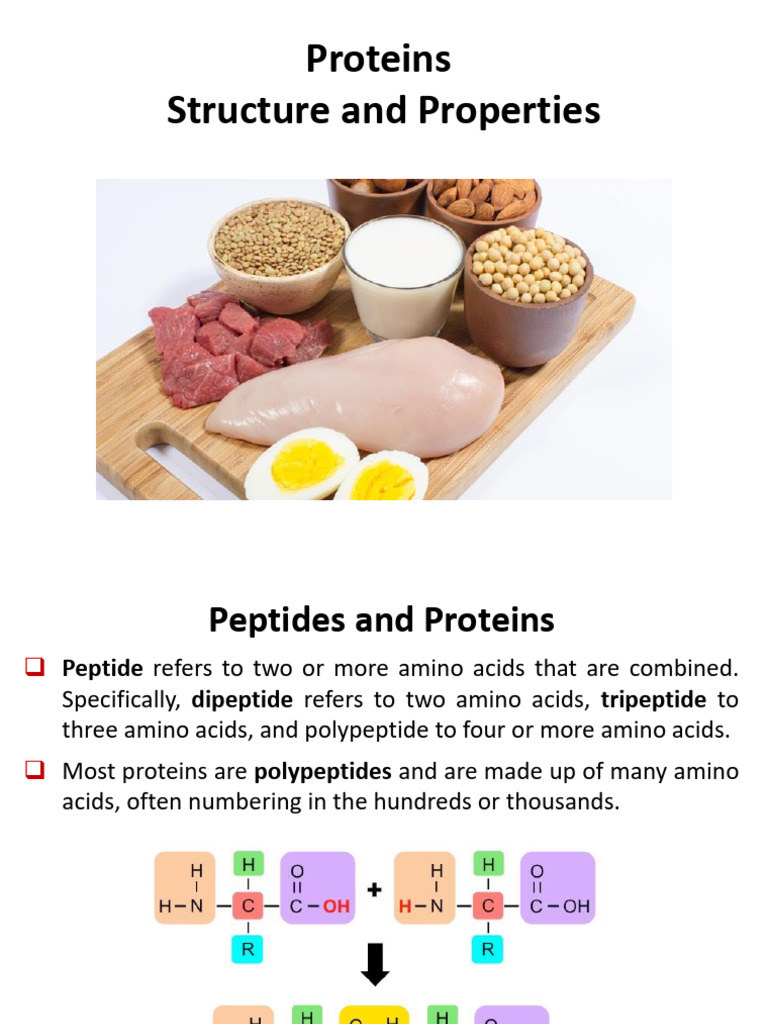 Understanding Protein Structure and Types | PDF | Peptide | Amino Acid