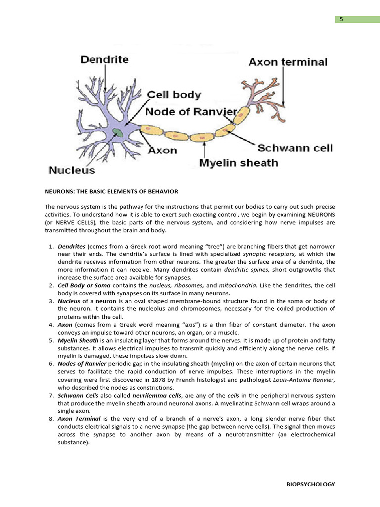 The Neurons | PDF | Neuron | Axon