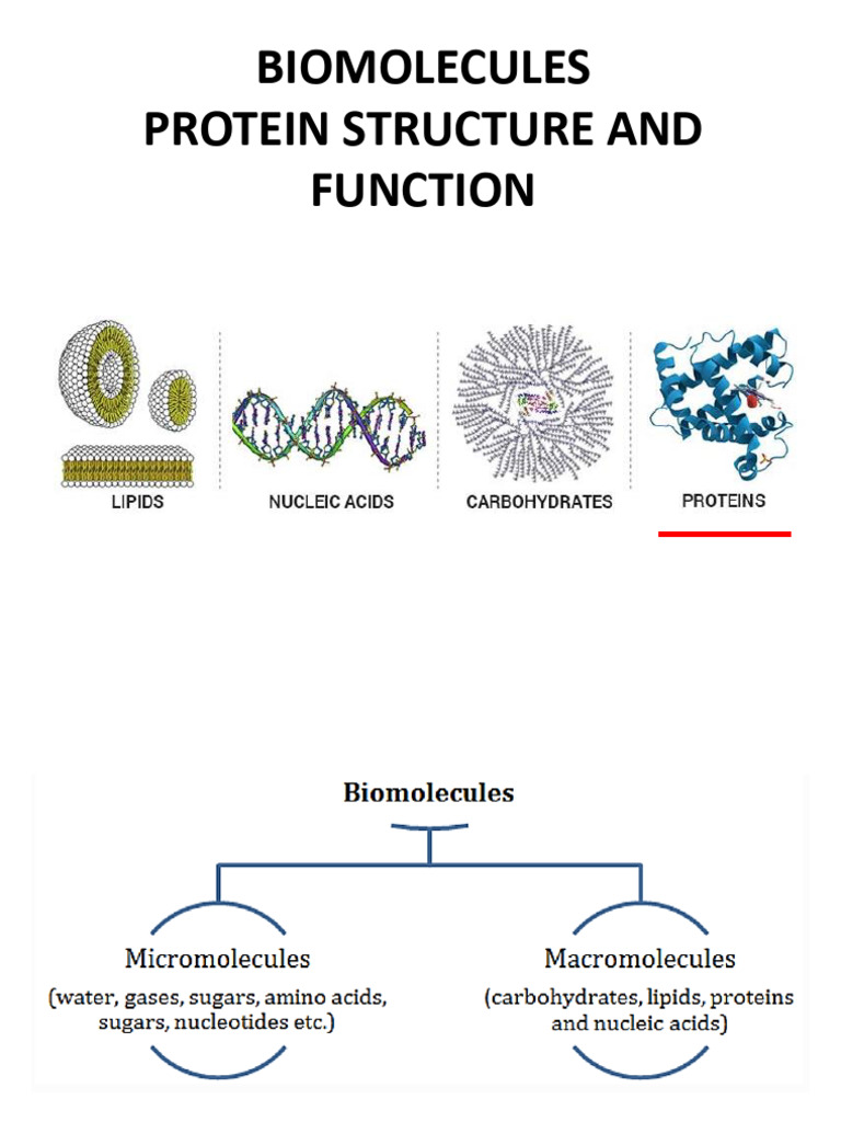 Biomolecules Review | PDF