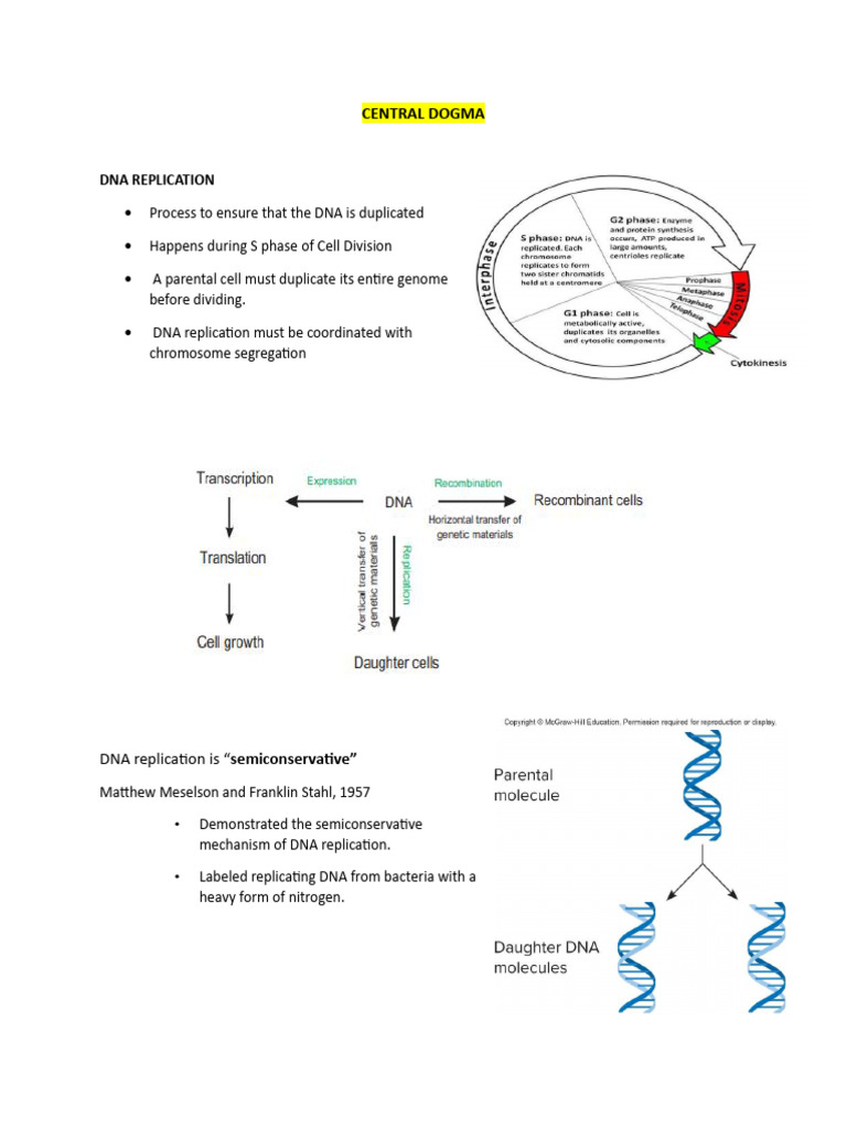 Central Dogma | PDF | Dna Replication | Messenger Rna