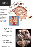 Sheep Eye Dissection Guide | PDF | Eye | Senses