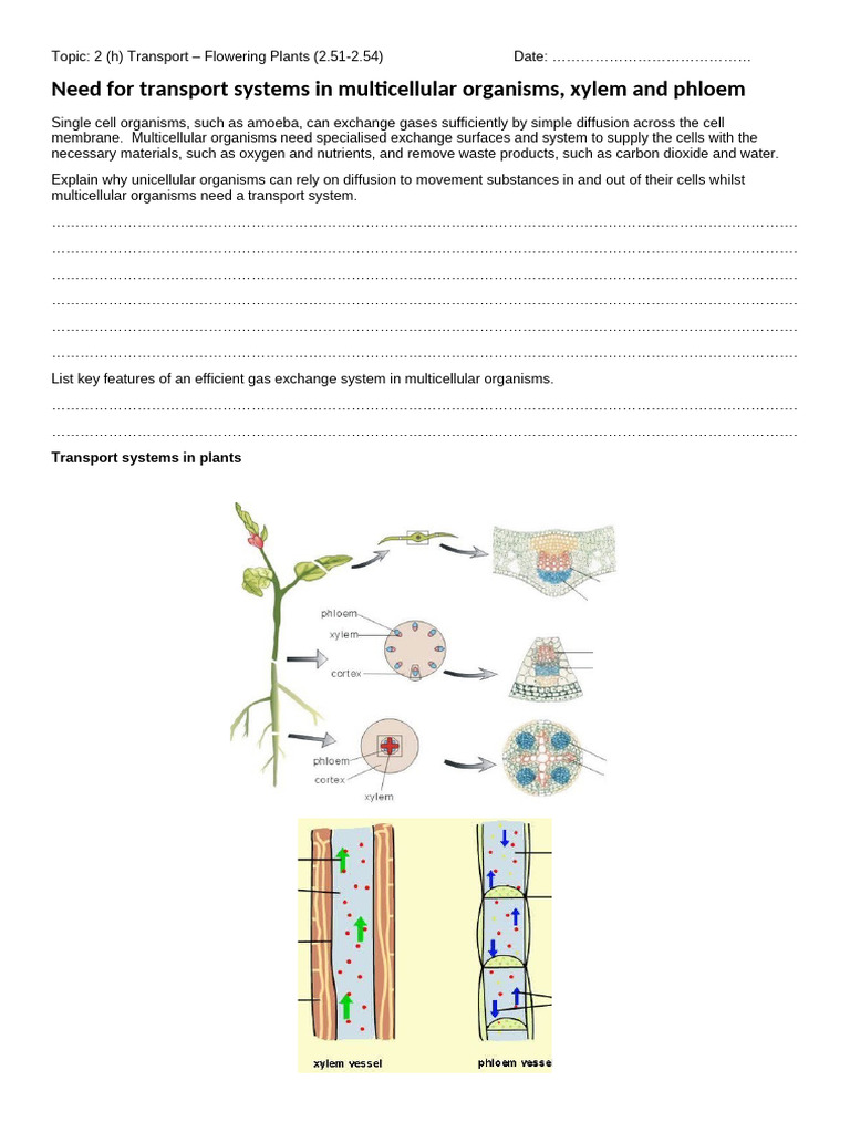 2.51-2.54 Need For Transport System, Xylem and Phloem | PDF | Organisms ...