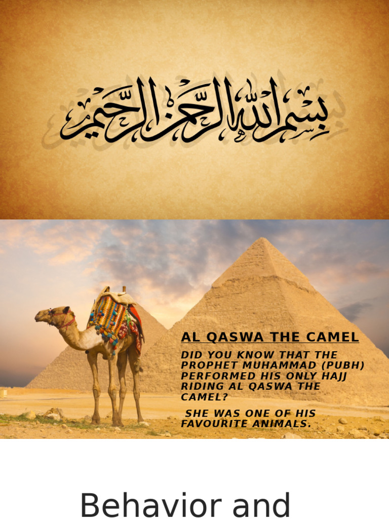 Camel Behavior (M. UMER SAEED ) | PDF | Camel | Domesticated Animals