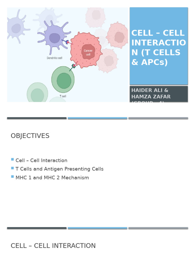 (Presentation) T Cell and APCs | PDF | Major Histocompatibility Complex | T Cell