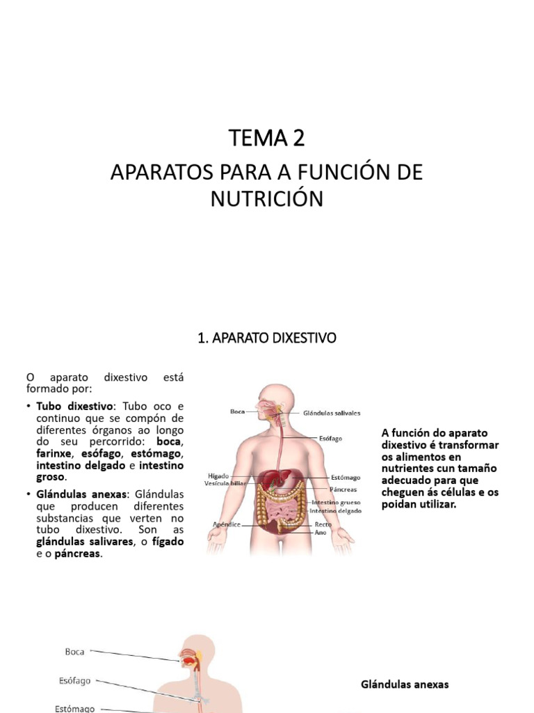 Tema 2. Aparatos para A Función de Nutrición | PDF