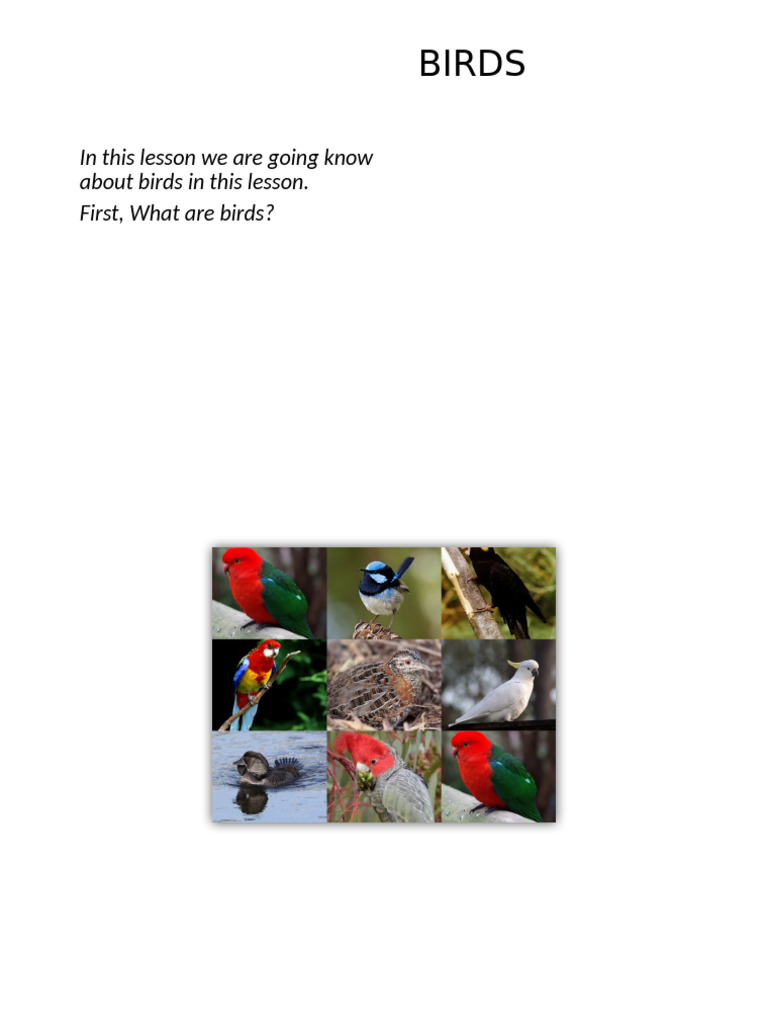 Birds | PDF
