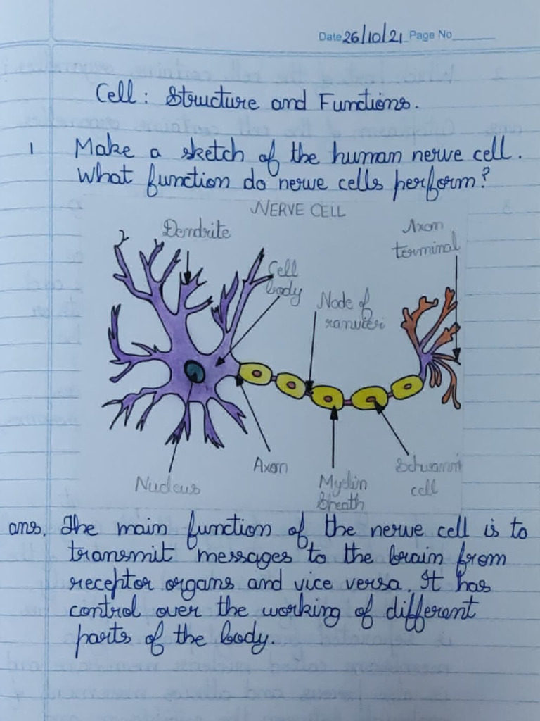 Cell - Structure and Functions (Notes) | PDF