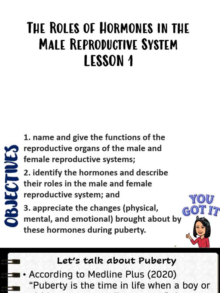 q3 m1 Lesson 1 Male Reproductive System and Hormones Student | PDF ...