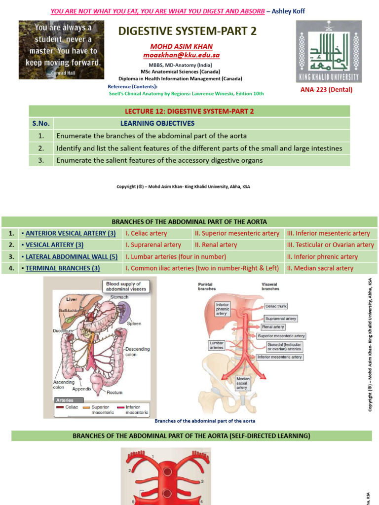 Digestive System-Part 2-Lecture 12 (1445) | PDF | Pancreas | Liver