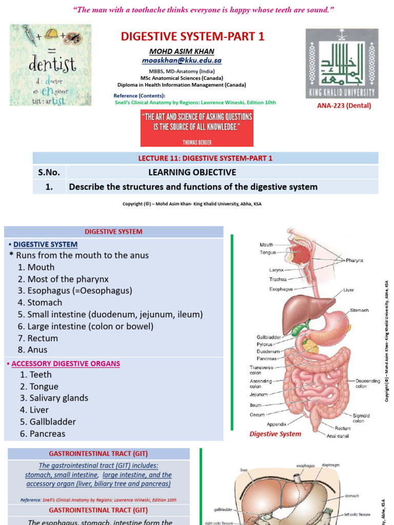 Digestive System-Part 1-Lecture 11 (1445) | PDF | Peritoneum | Stomach