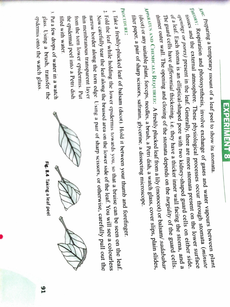 biology stomata on leaf | PDF | Stoma | Leaf