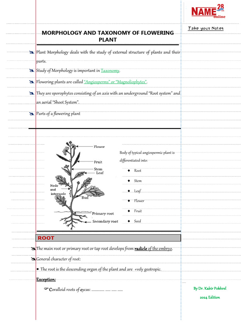 Morphology 2024 PDF | PDF | Leaf | Petal