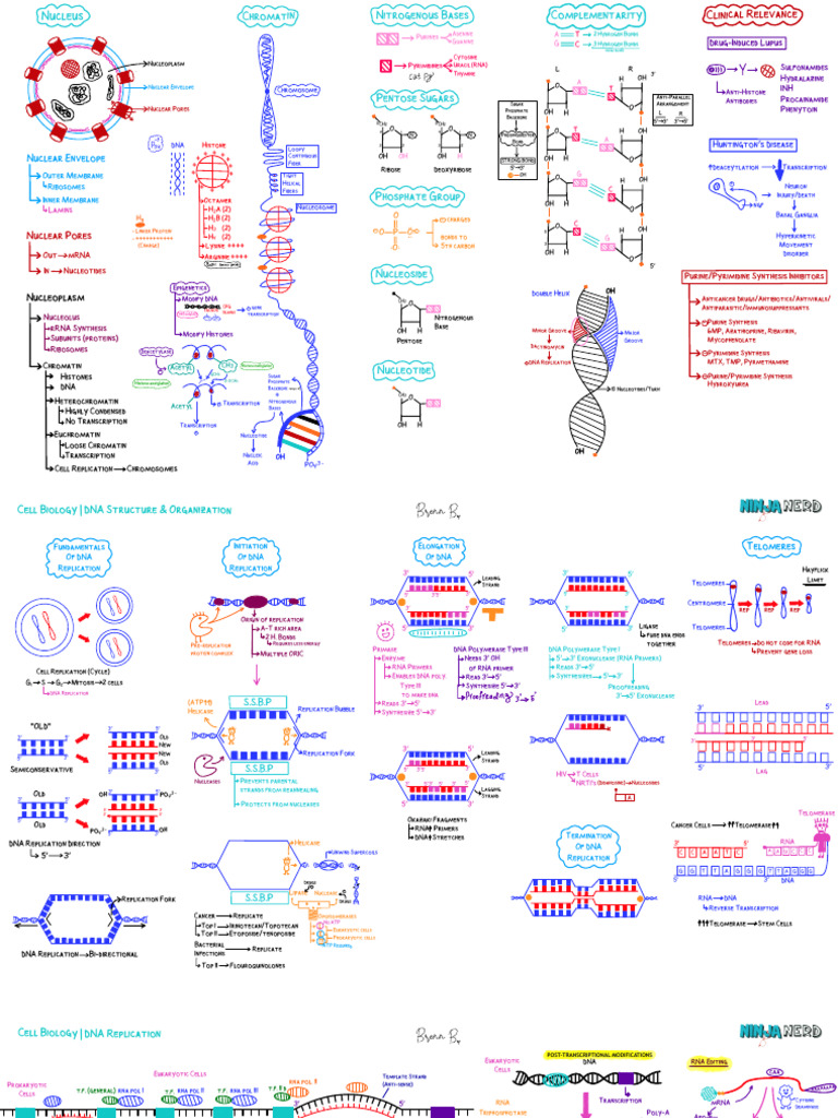 DNA Replication & Transcription | PDF | Dna Replication | Dna