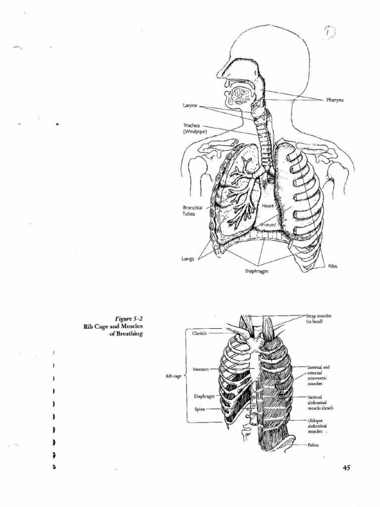 Breathing Physiology p1 | PDF