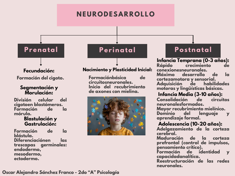 Neurodesarrollo | PDF | Anatomía | Reproducción