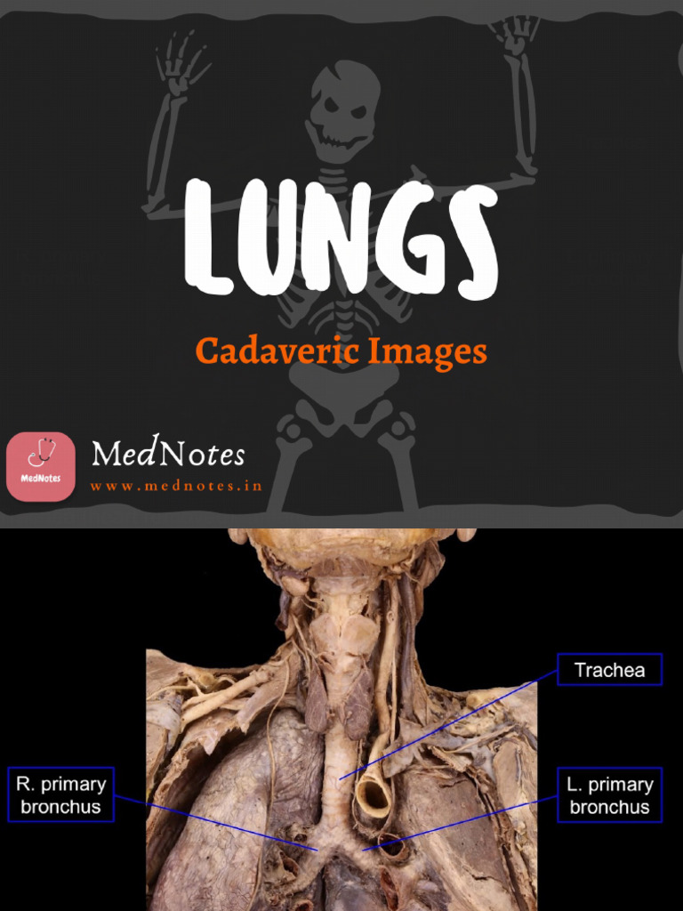 Lung | PDF