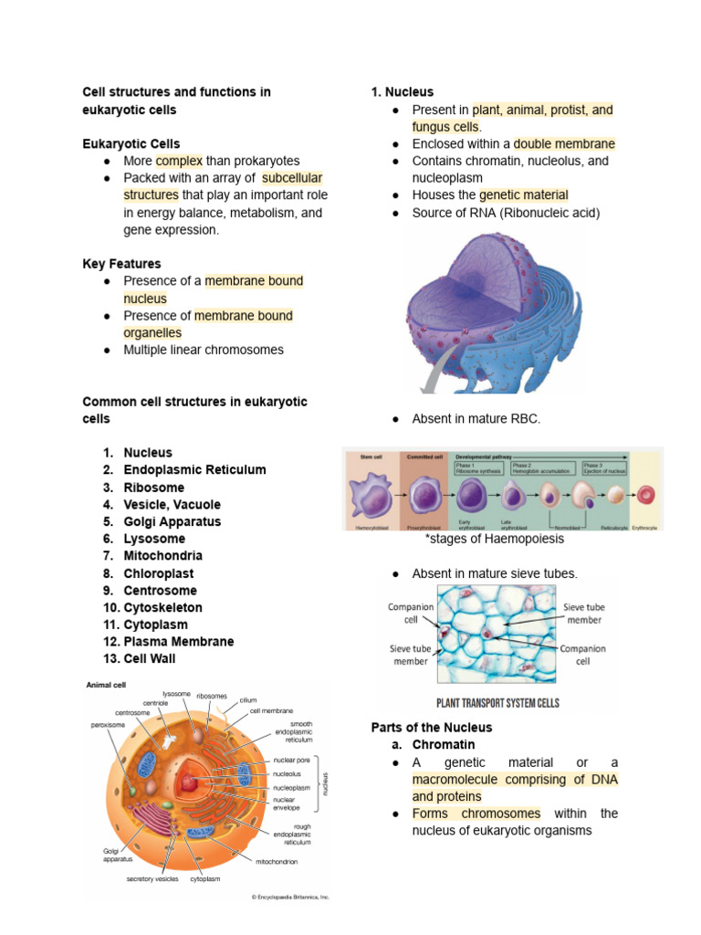 Cell Structures and Functions | PDF | Cell (Biology) | Endoplasmic ...