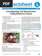 The Effect of Temperature On Membrane Permeability in Beetroot Cells ...