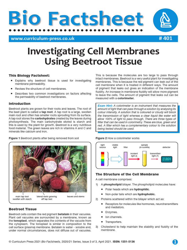 401-Investigating-Cell-Membranes-Using-Beetroot-Tissue | PDF | Cell ...