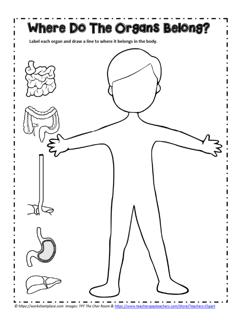 DIgestive System Teaching Activity 1 | PDF