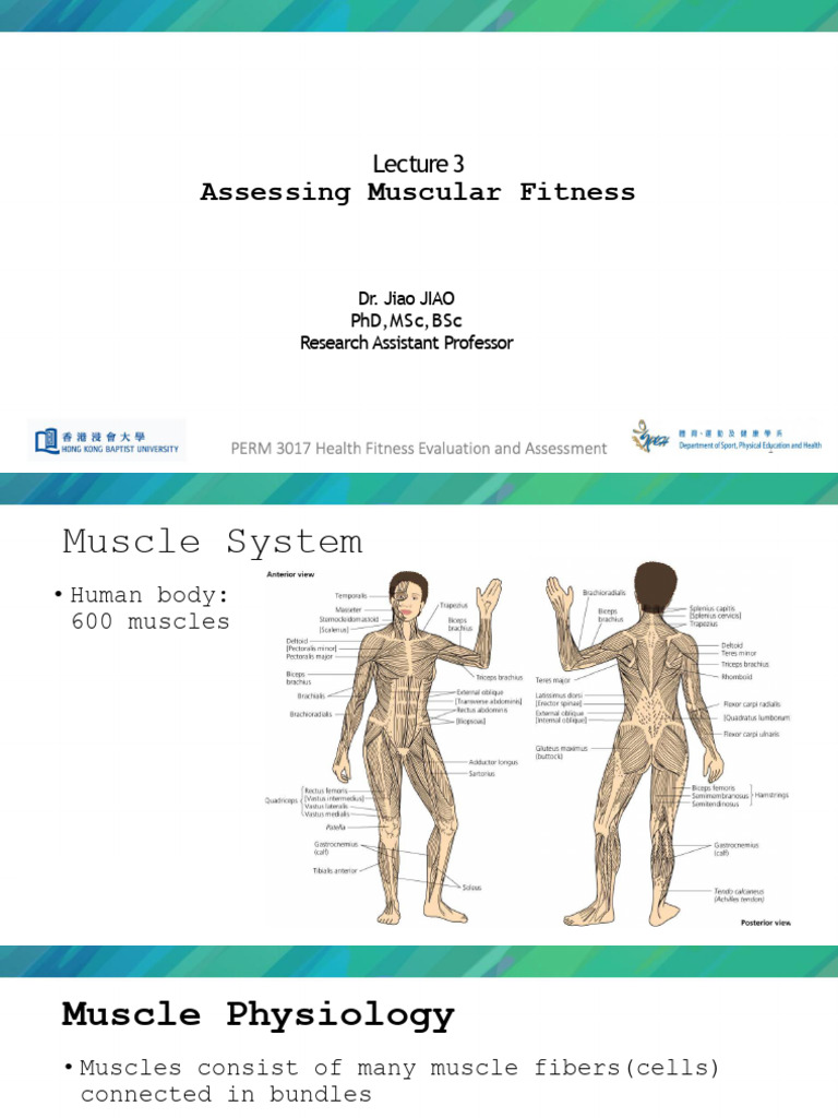 PERM3017 - L3 - Muscular Fitness 20240925 Uploaded | PDF | Skeletal ...