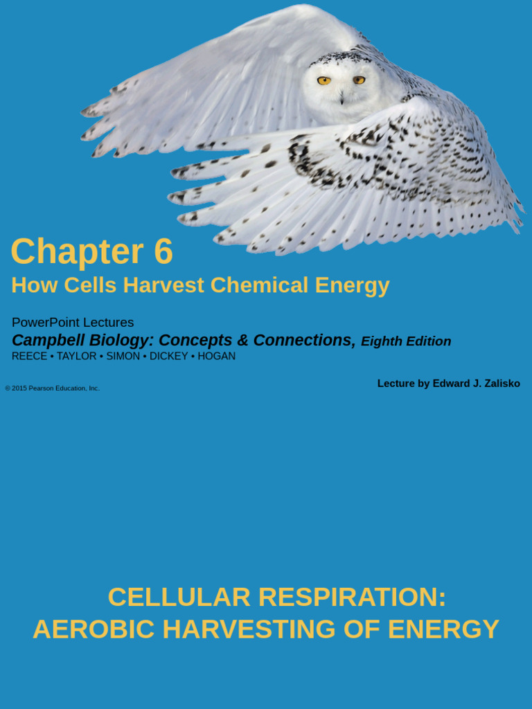 Chapter 6 How Cells Harvest Chemical Energy | PDF | Cellular ...