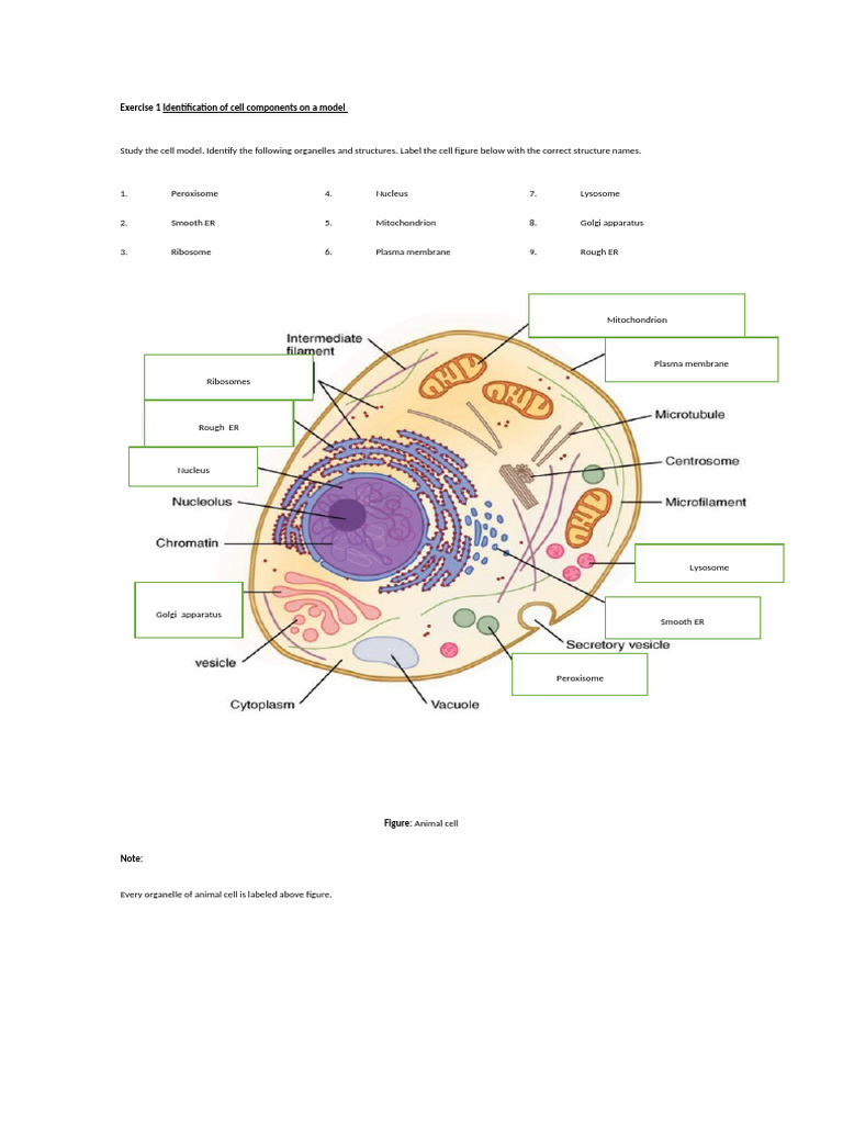 Final Label Animal Cell Structure | PDF