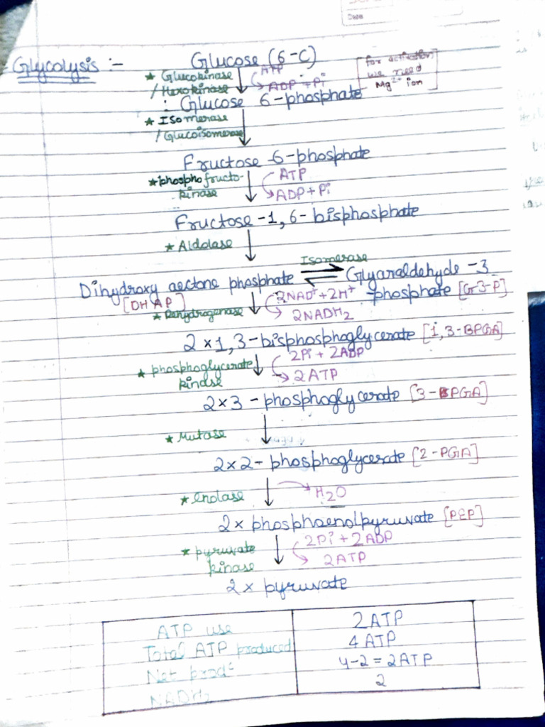 Respiration File by Ut | PDF