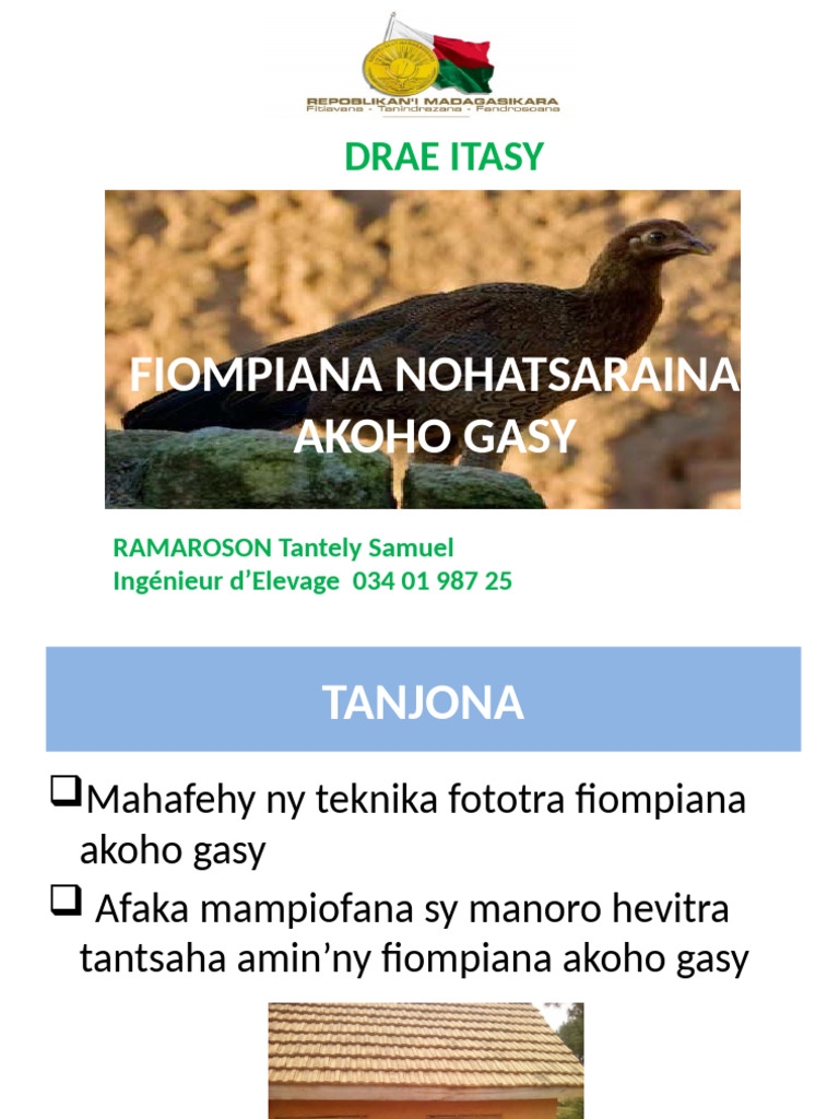 Akoho Gasy Itasy Arivonimamo | PDF