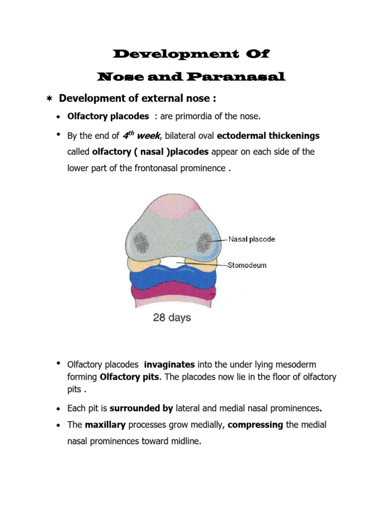 Head and Neck by Dr. Wahdan | PDF | Human Nose | Tongue