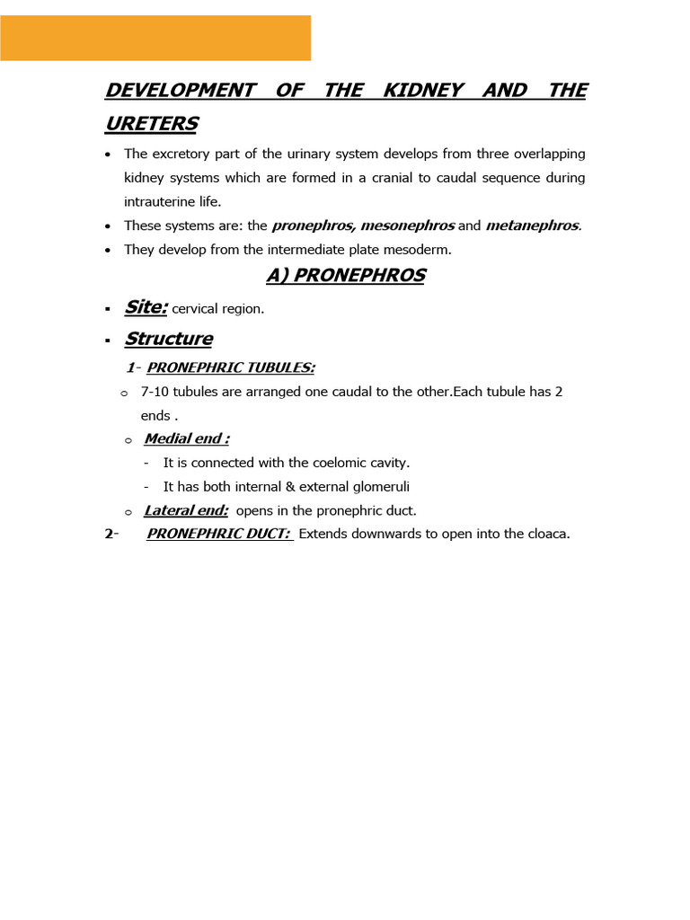 Renal System Embryology - Dr. Wahdan | PDF | Kidney | Abdomen
