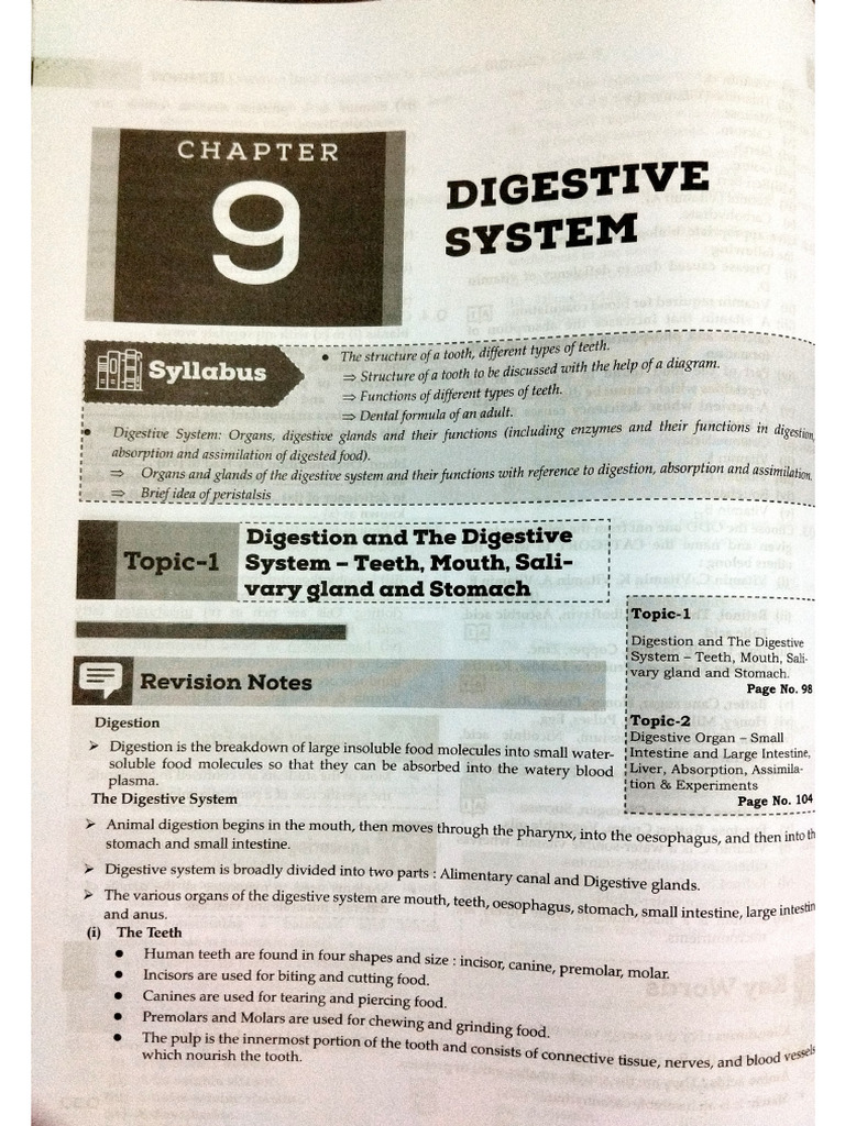 Digestive System+Teeth Revision Notes | PDF