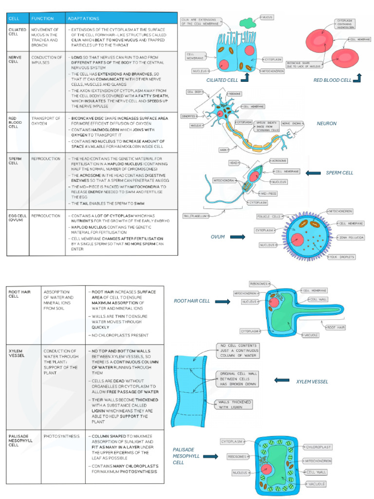 Cell Specialization | PDF