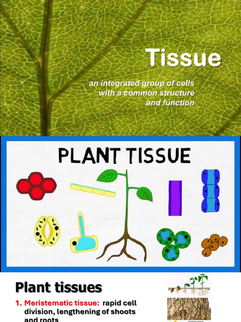 1 Plant and Animal Tissue | PDF | Tissue (Biology) | Epithelium