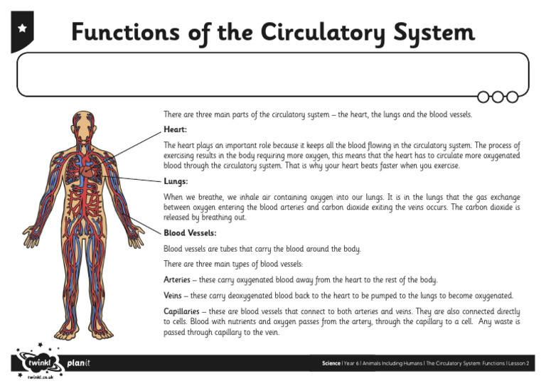 Functions of The Circulatory System Information Sheet LA | PDF