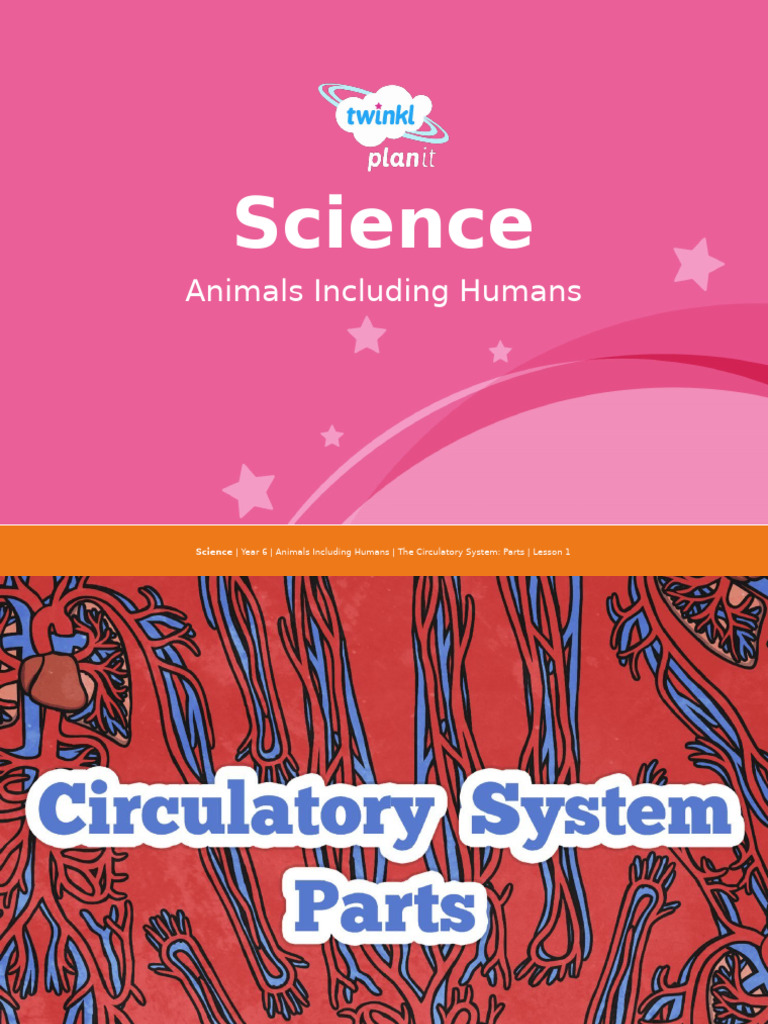 Lesson Presentation Circulatory System - Parts | PDF | Blood Vessel | Blood