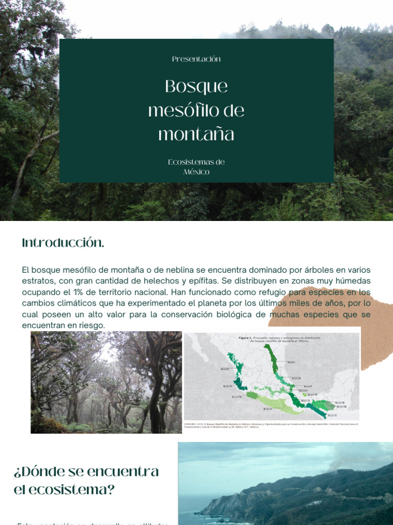 Bosque Mesofilo de Montaña | PDF | Entorno natural | Los bosques