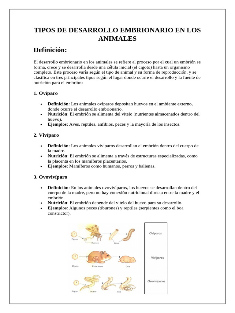 Desarrollo Embrionario Animal | PDF