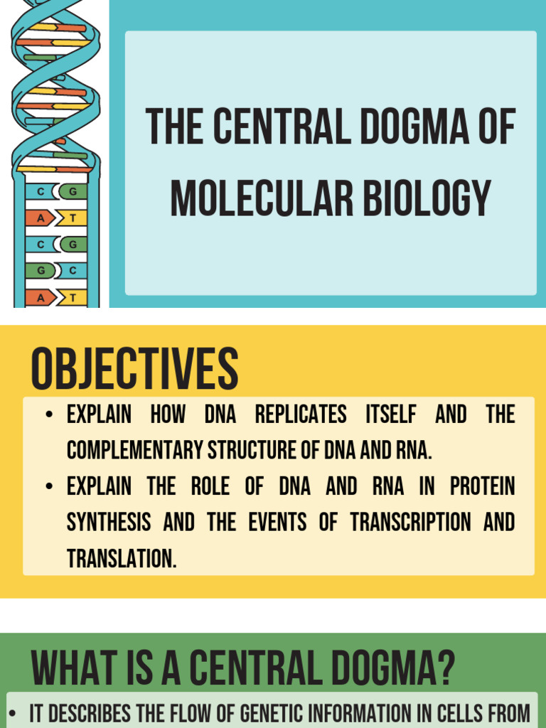 Central Dogma: DNA to Protein Process | PDF