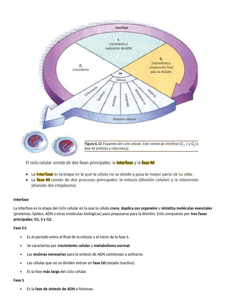 Interfase y Mitosis: Ciclo Celular Detallado | PDF | Mitosis | Ciclo celular