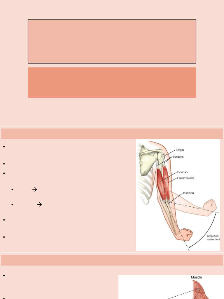 WK-1 Skeletal Muscle Pathology & Soft Tissue Tumors | PDF ...