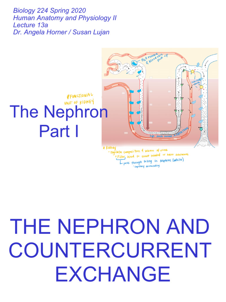 13a - Nephron | PDF