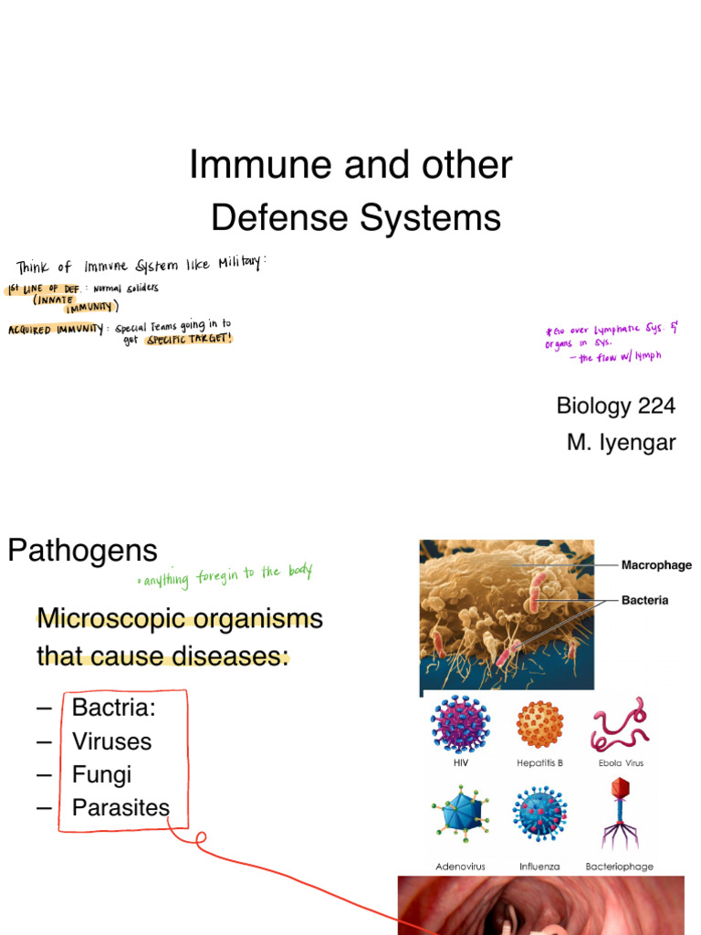 11 - Immune System & Defense Systems | PDF