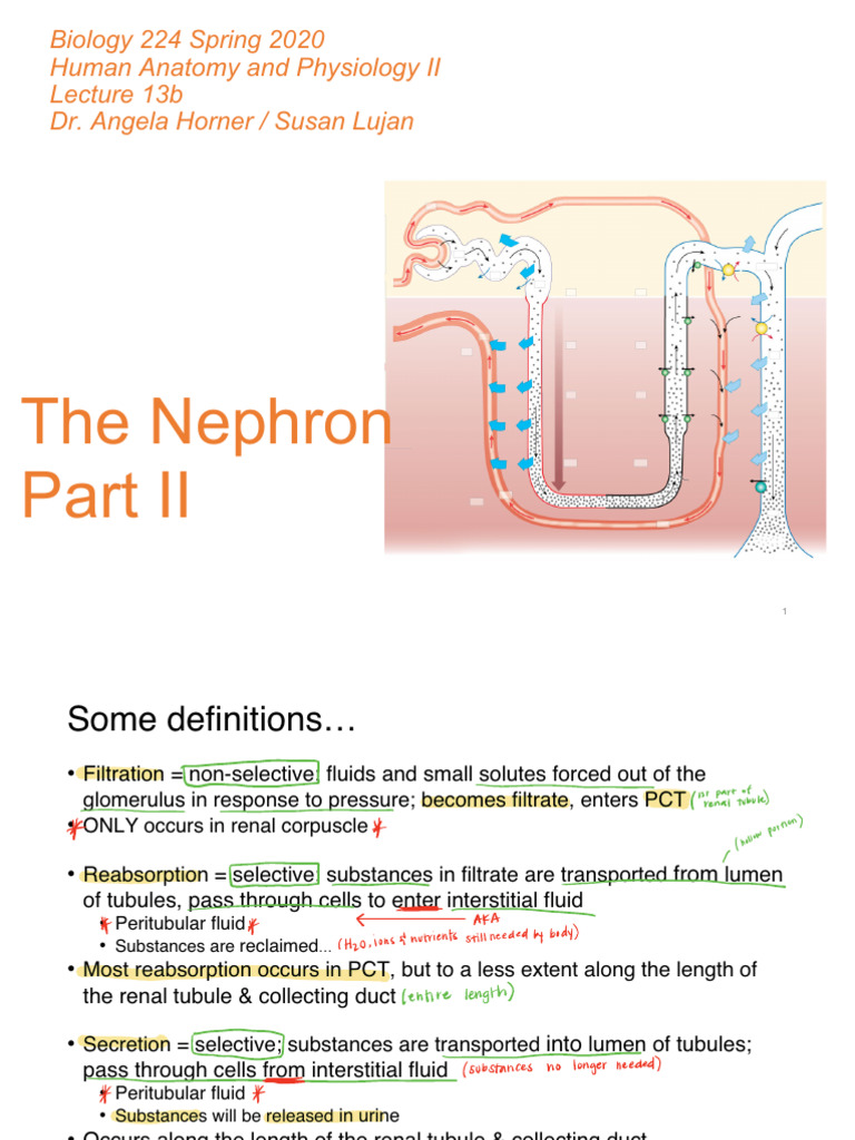 13b_ Nephron II | PDF
