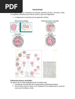 Biología de Monocitos, Neutrófilos y Macrófagos | PDF | Inflamación | Fagocito