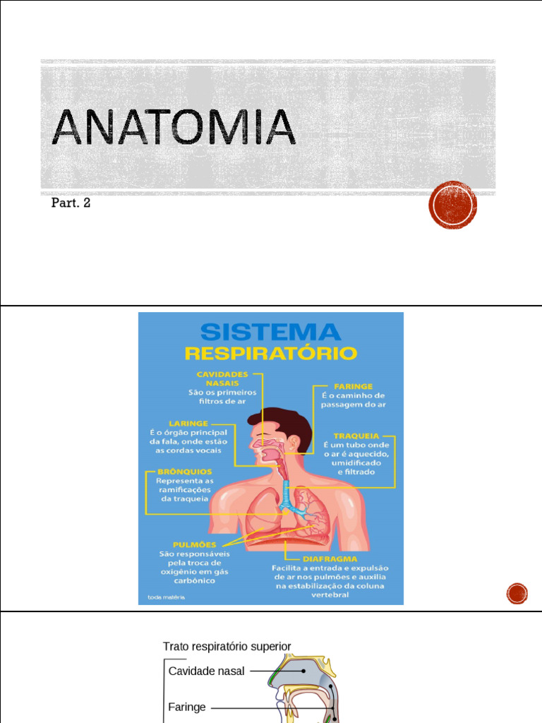 Anatomia 2 | PDF