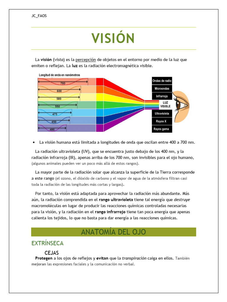 Partes Externas del Ojo para Niños | PDF | Percepción visual | Ojo humano